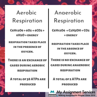 Aerobic Vs Anaerobic Respiration - Explained with an Assignment Sample